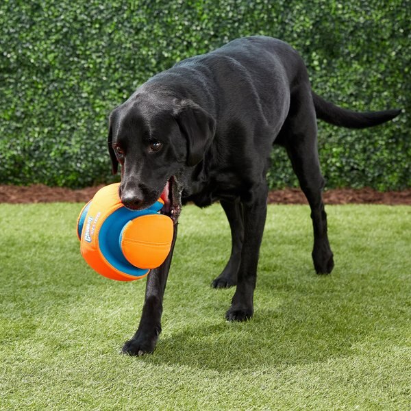 CHUCKIT! Kick Fetch Ball Dog Toy, Large - Chewy.com