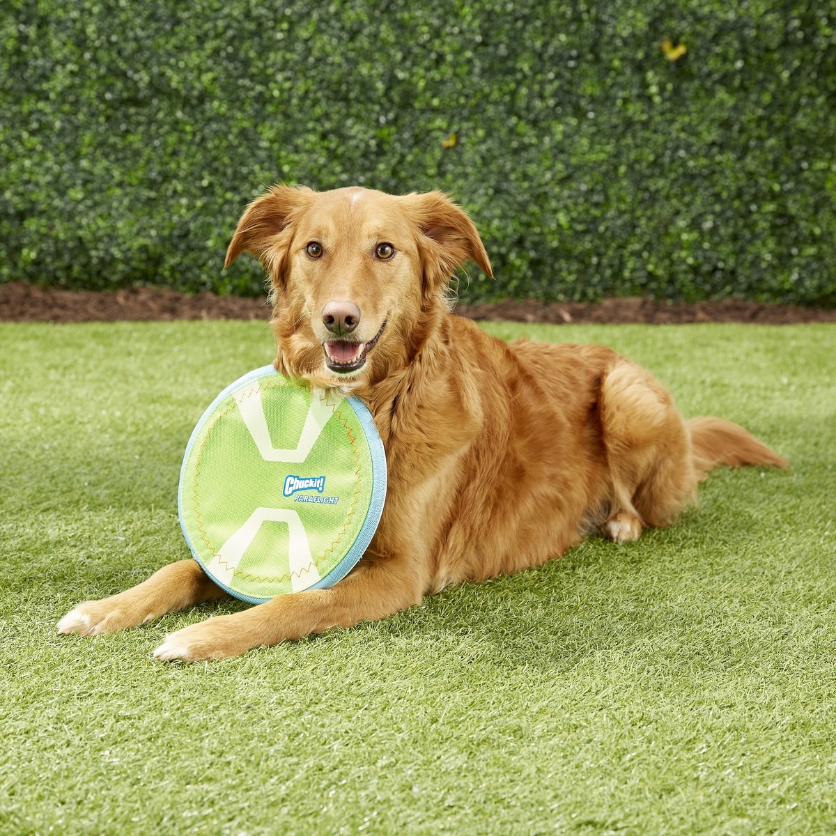 CHUCKIT! Paraflight Dog Toy, Large, Max Glow - Chewy.com