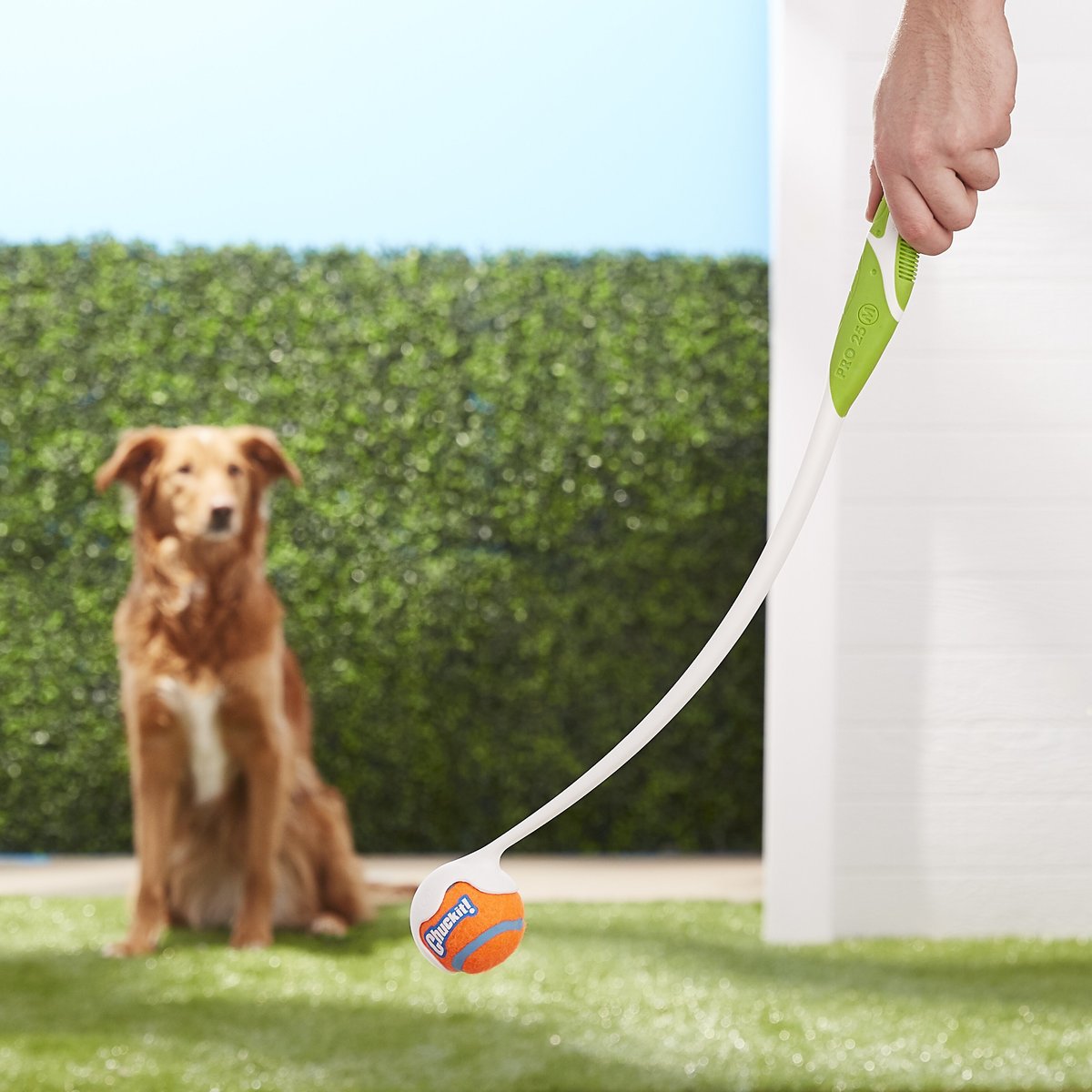 CHUCKIT! Pro Launcher Dog Toy, Color Varies, 25M - Chewy.com