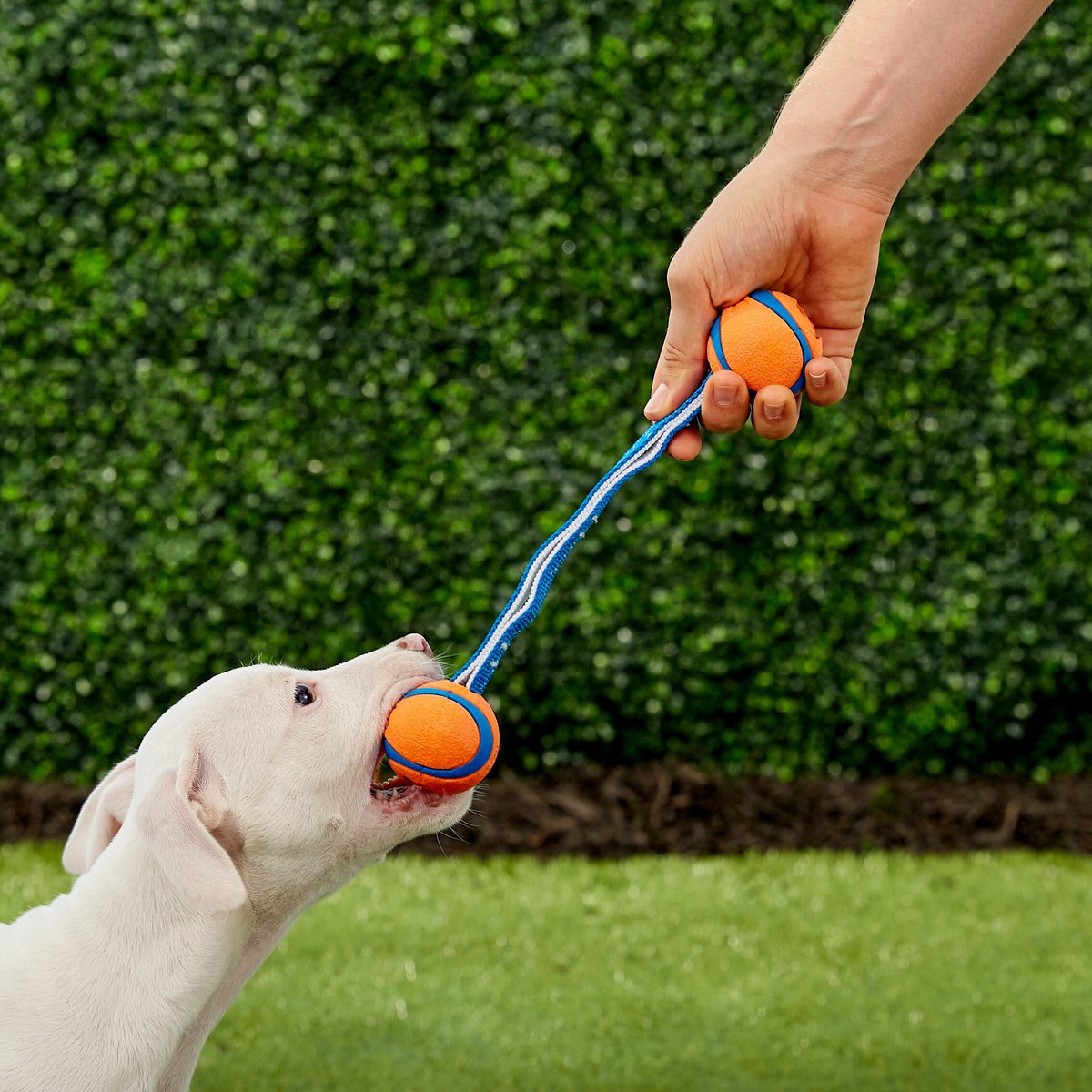 CHUCKIT! Ultra Duo Tug Tough Dog Toy, Small - Chewy.com