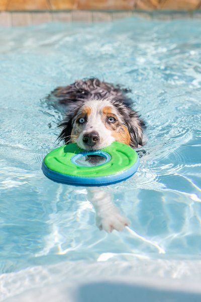 CHUCKIT! Zipflight Disc Dog Toy, Color Varies, Medium - Chewy.com