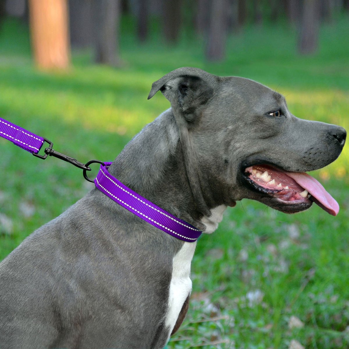 COLLARDIRECT Adjustable Reflective Nylon Dog Collar, Purple, X-Large ...