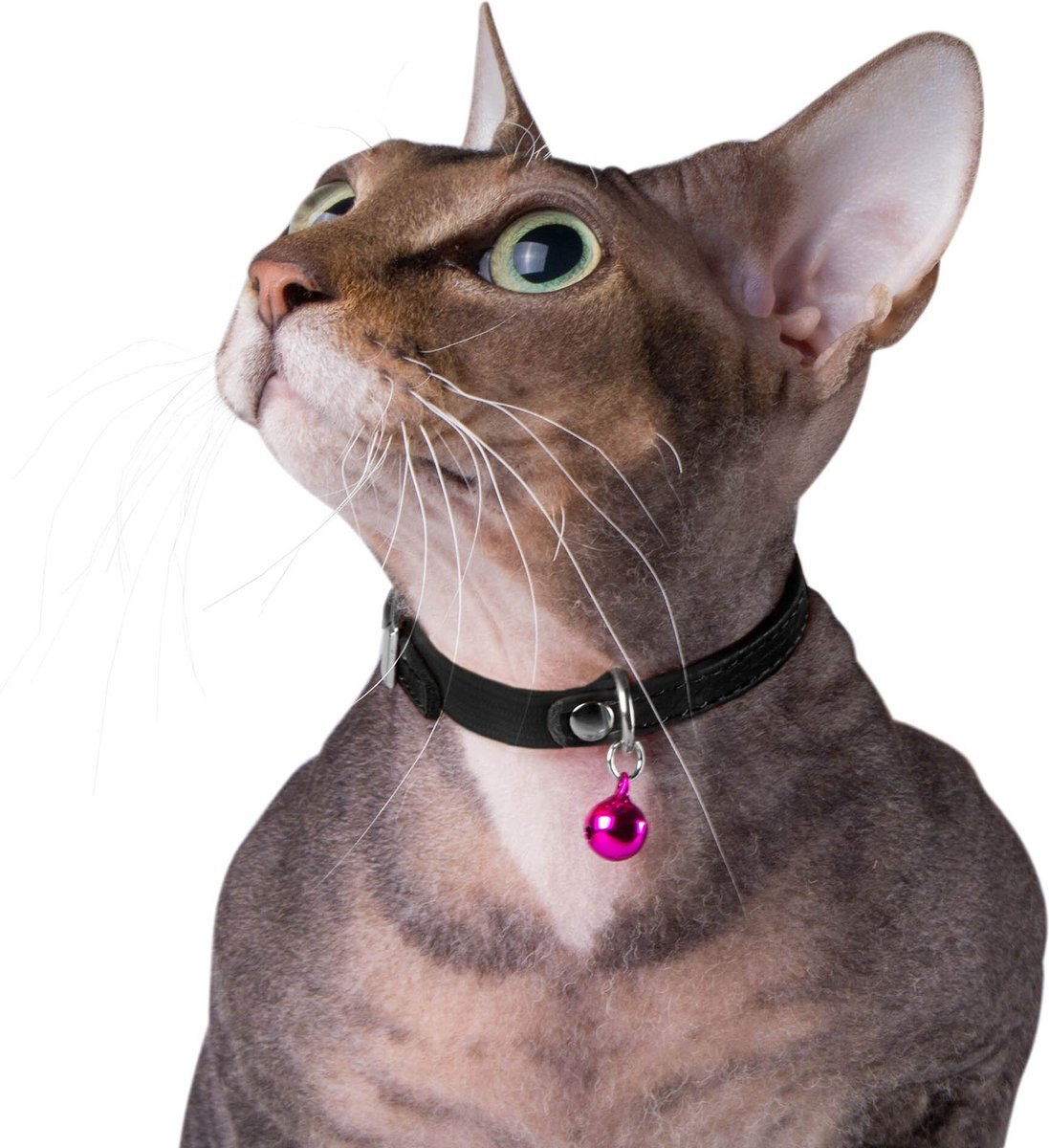 COLLARDIRECT Leather Cat Collar with Bell, Black, Small: 6 to 7-in neck ...