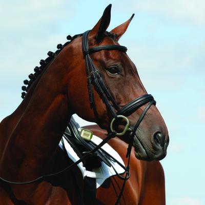 COLLEGIATE Syntovia+ Padded Raised Flash Horse Bridle, Cob - Chewy.com