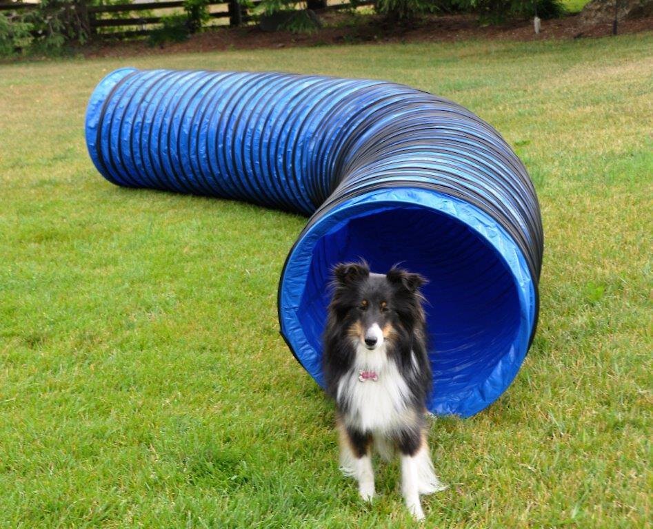 COOL RUNNERS Agility Lightweight PVC Dog Training Tunnel, 15-ft - Chewy.com