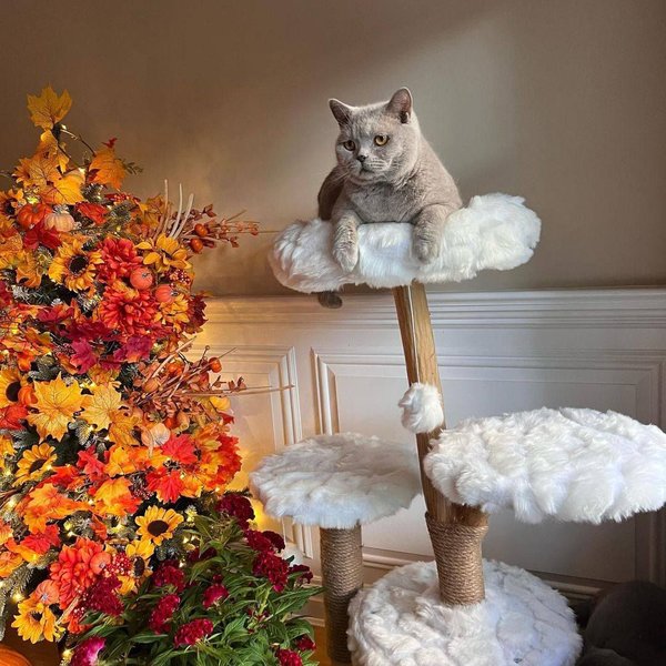 COZIWOW 42-in Real Branch Cat Tree, White - Chewy.com