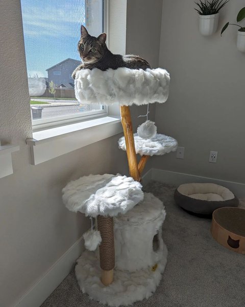 COZIWOW 42-in Real Branch Cat Tree, White - Chewy.com