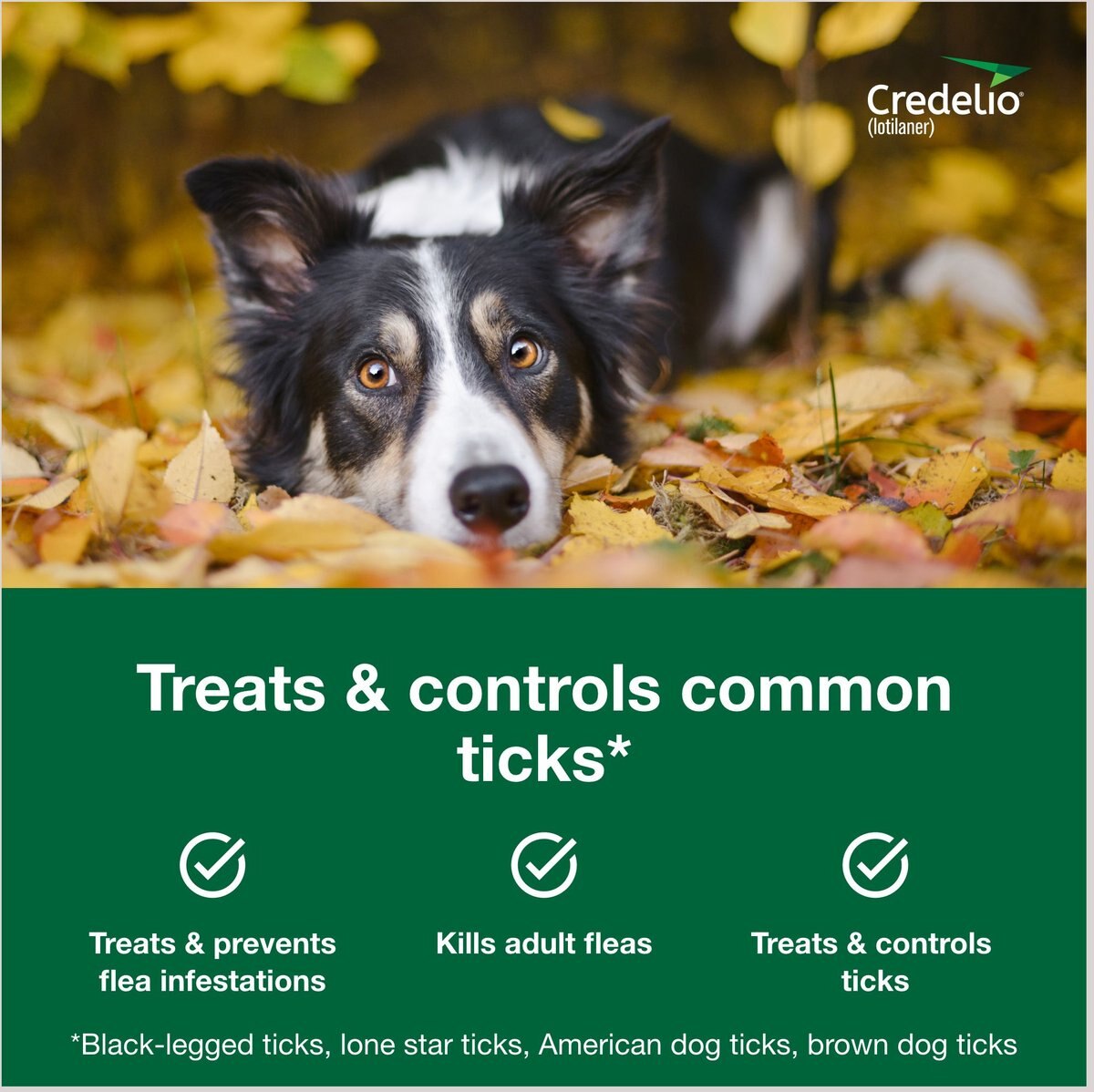 CREDELIO Chewable Tablet for Dogs, 12.1-25 lbs, (Orange Box) - Easy ...