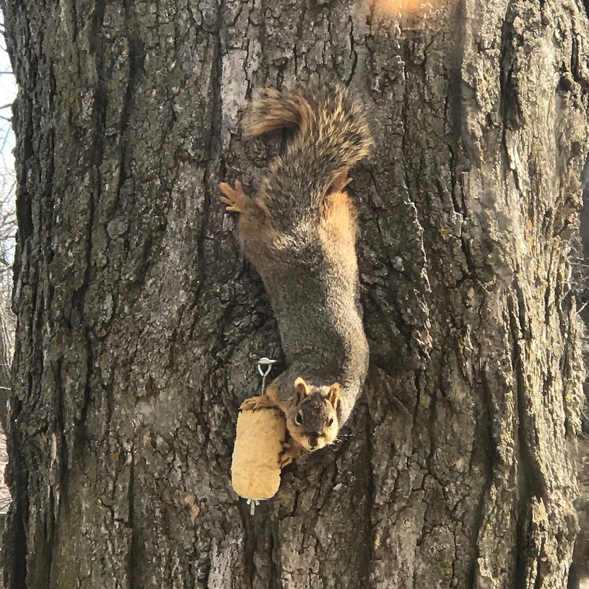 C&S Nut'n Sweet Corn Squirrelog Refill Squirrel Food, 32-oz - Chewy.com