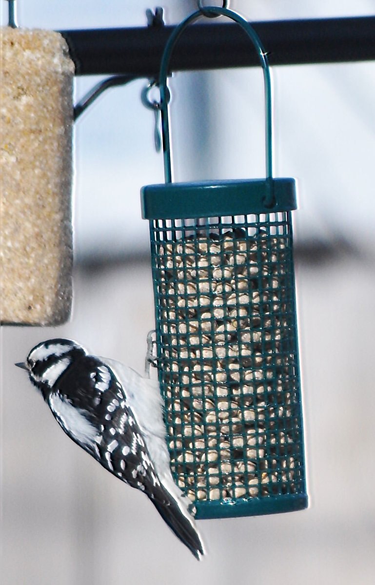 C&S Peanut Suet Nuggets Wild Bird Food, 8-lb box - Chewy.com