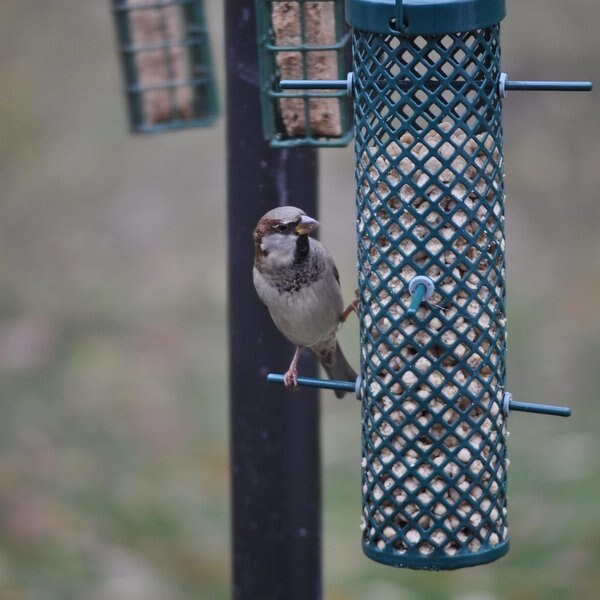 C&S Sunflower Suet Nuggets Wild Bird Food, 8-lb box - Chewy.com
