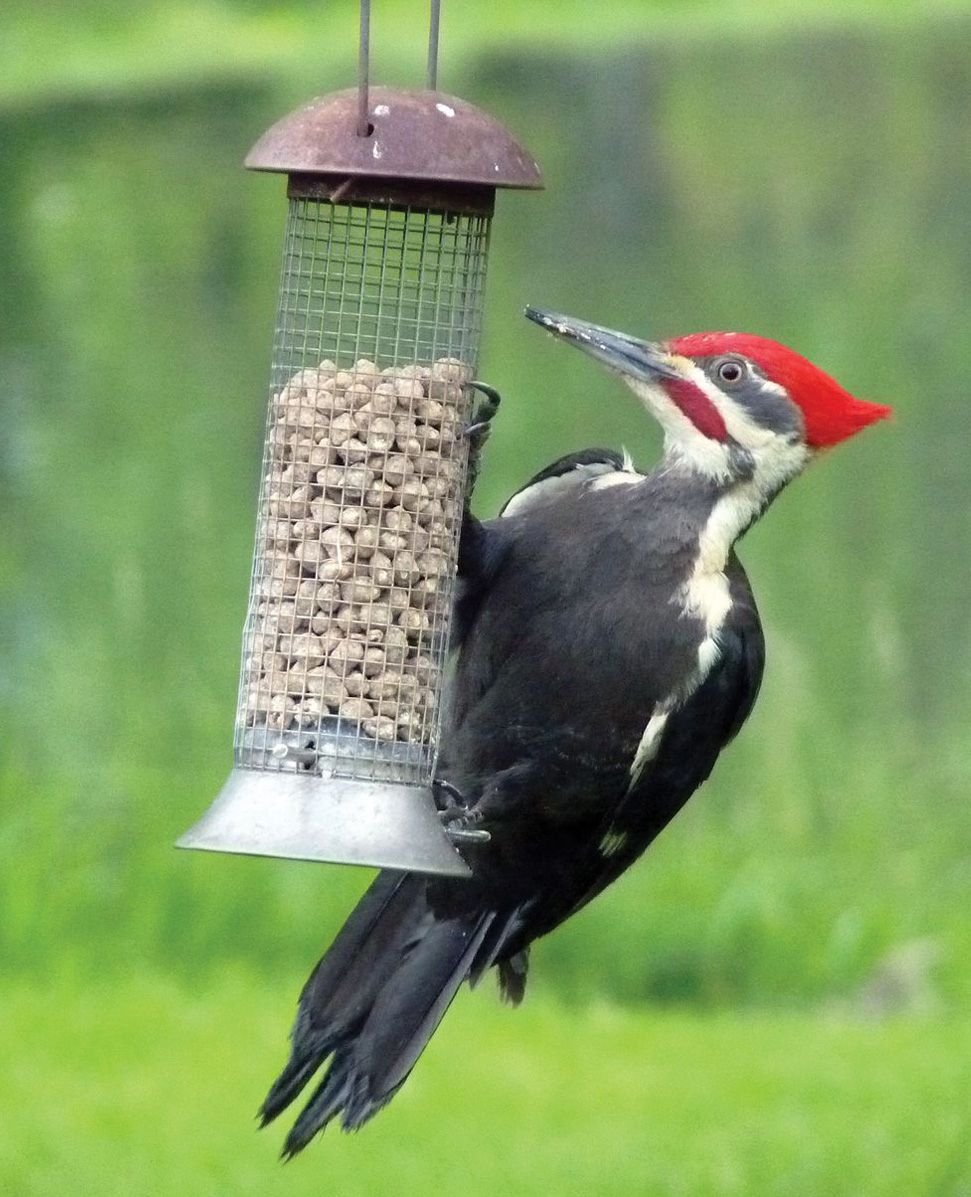 C&S Woodpecker Suet Nuggets Wild Bird Food, 8-lb box - Chewy.com