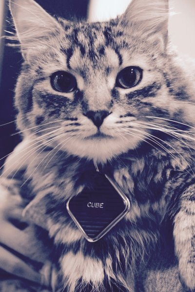 CUBE Pro Bluetooth Tracker - Chewy.com