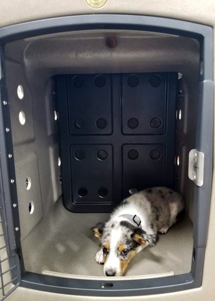 DAKOTA 283 Forever Insert Dakota Guard Antimicrobial Dog Kennel Divider ...