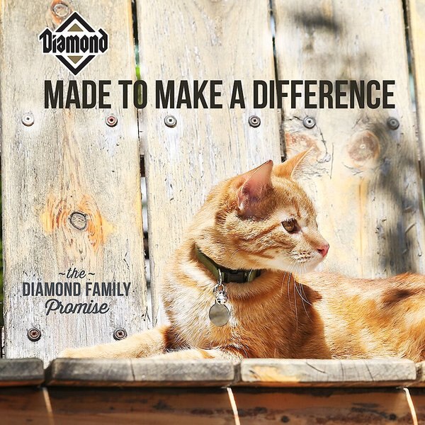DIAMOND Maintenance Formula Adult Dry Cat Food, 6-lb bag - Chewy.com