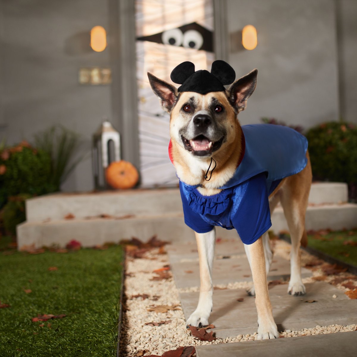 Discontinued - DISNEY Mickey Mouse Vampire Dog & Cat Costume, Medium ...