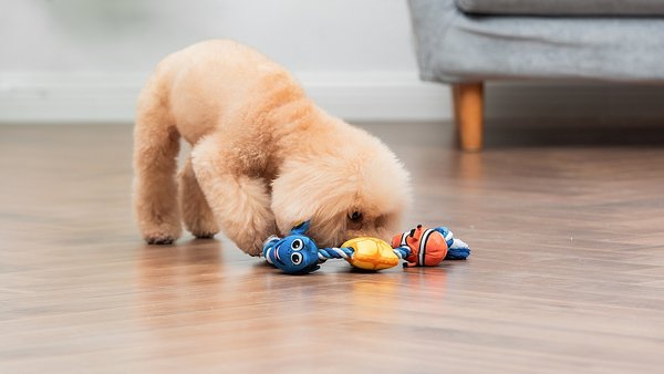 DISNEY PIXAR Finding Nemo Nemo & Dory Squeaky Plush Dog Toy, 15-in ...