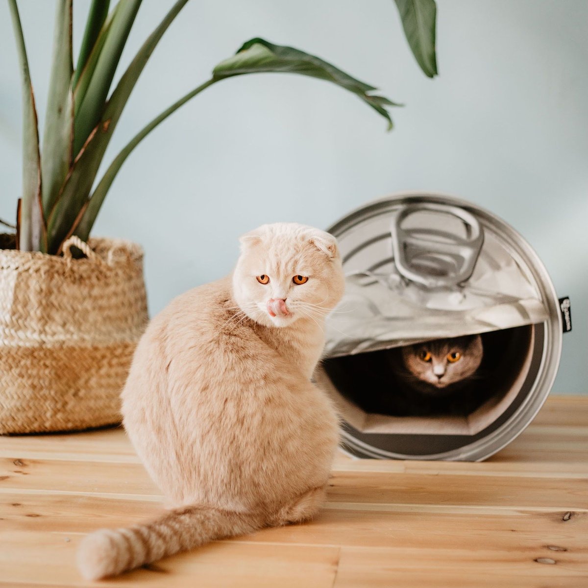 DISTRICT 70 CAN Perfect Hiding Spot Funny Cat Scratcher, Grey - Chewy.com