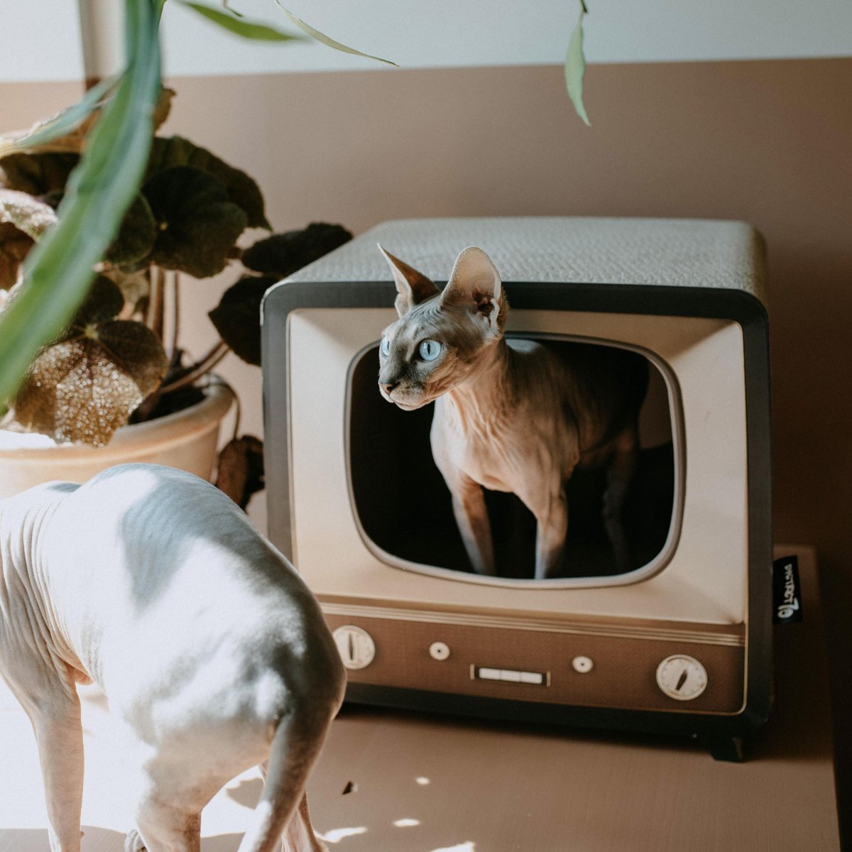 DISTRICT 70 TELLY Retro Design Cat Scratcher, Brown - Chewy.com