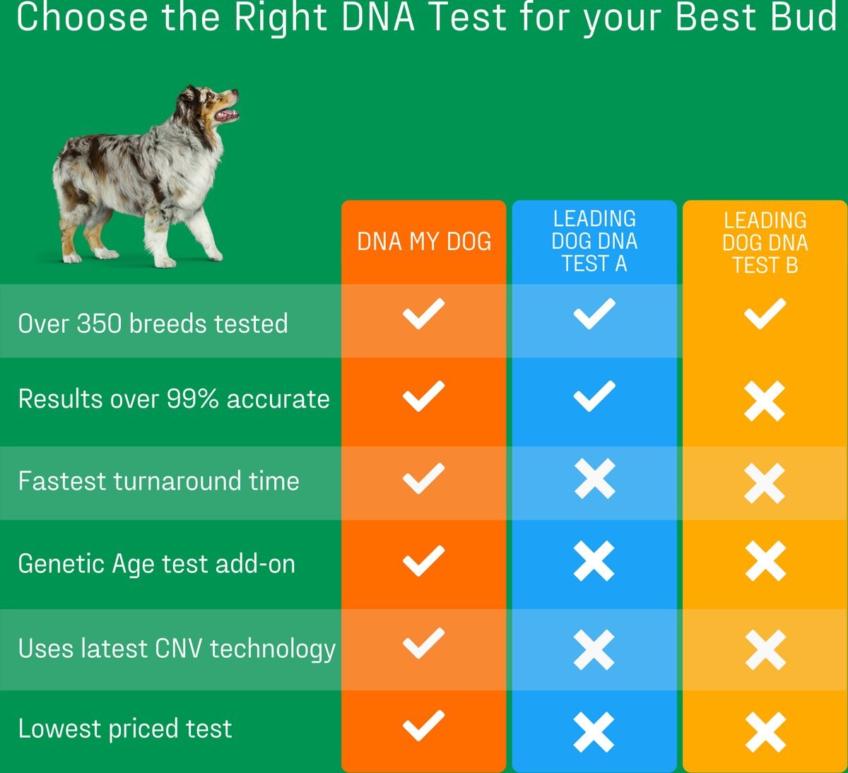 DNA MY DOG Essential Breed Identification Test - Chewy.com