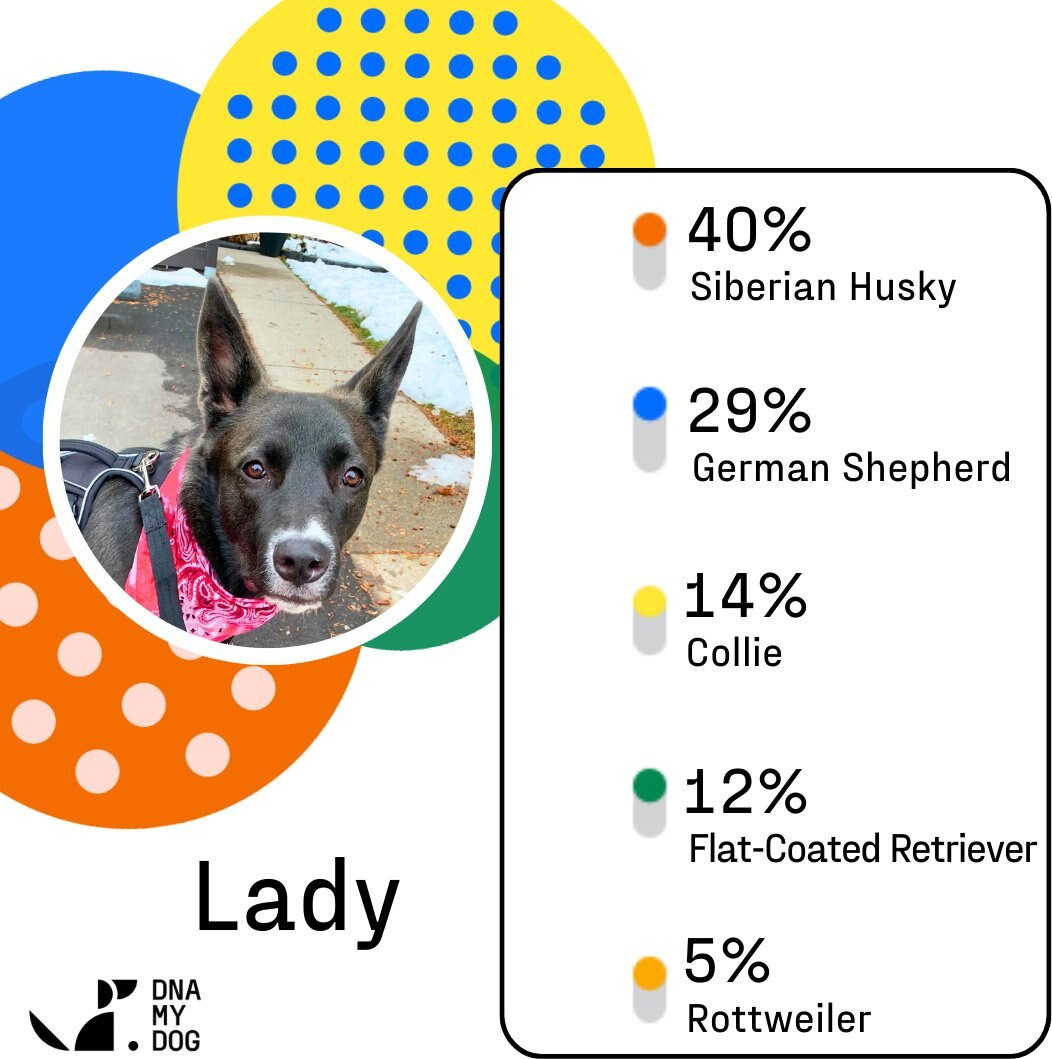 DNA MY DOG Essential Breed Identification Test - Chewy.com