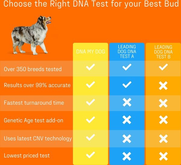 DNA MY DOG Premium Breed Identification Test - Chewy.com