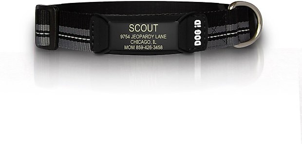 METAL DOG COLLARS (Free Shipping) | Chewy