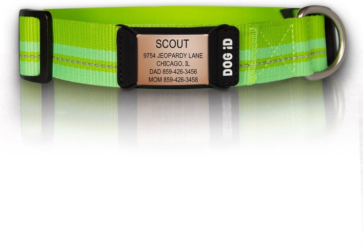 METAL DOG COLLARS (Free Shipping) | Chewy