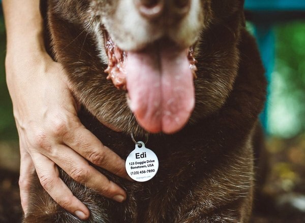 DOG TAG ART Very Important Pooch Personalized Dog ID Tag, Large - Chewy.com