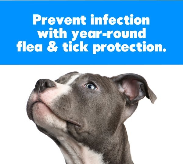 DOG WHISPERER Dog Whisperer Dog Flea & Tick Repellent, 16-fl oz bottle ...