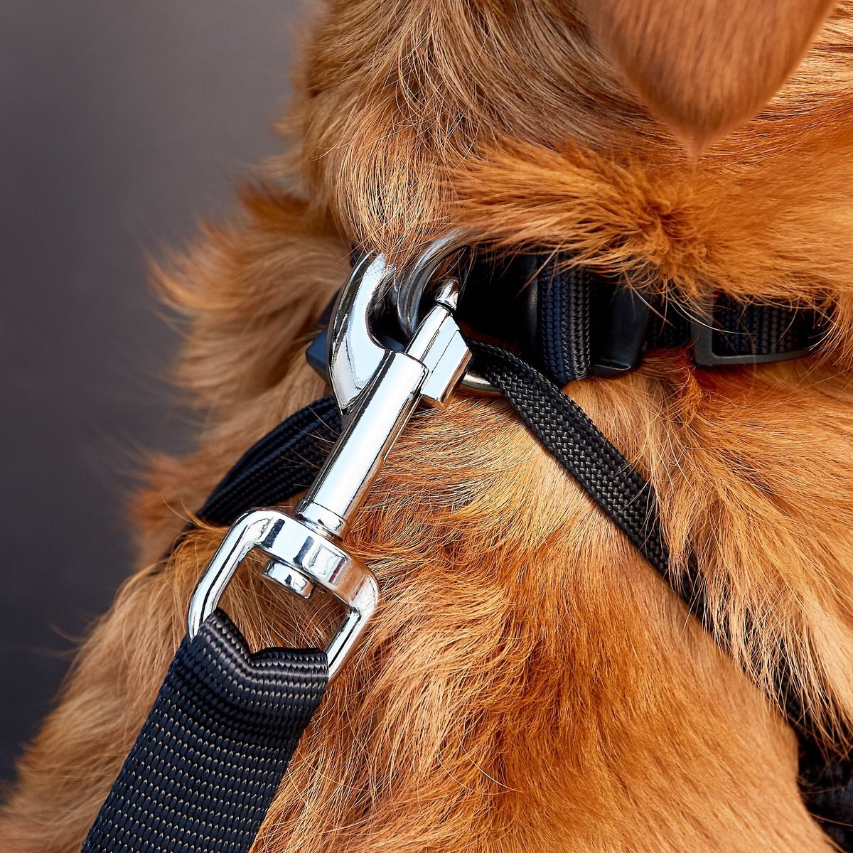 DOGIT Car Safety Dog Belt - Chewy.com
