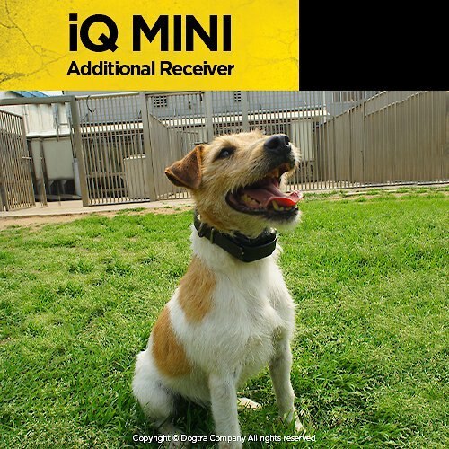 Out of Stock - DOGTRA iQ MINI Add On Collar Remote Training Dog e ...