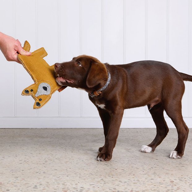 DOOG - Free shipping | Chewy