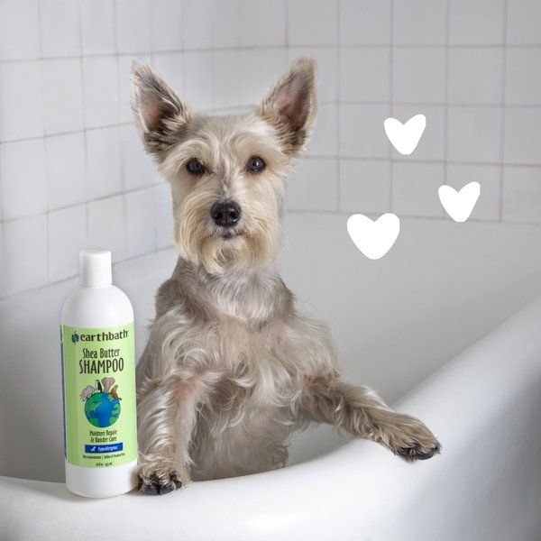 EARTHBATH Shea Butter Cat & Dog Shampoo, 16-fl oz bottle - Chewy.com