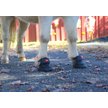 EASYCARE Easyboot Mini Horse Hoof Boot, Mini 3 - Chewy.com