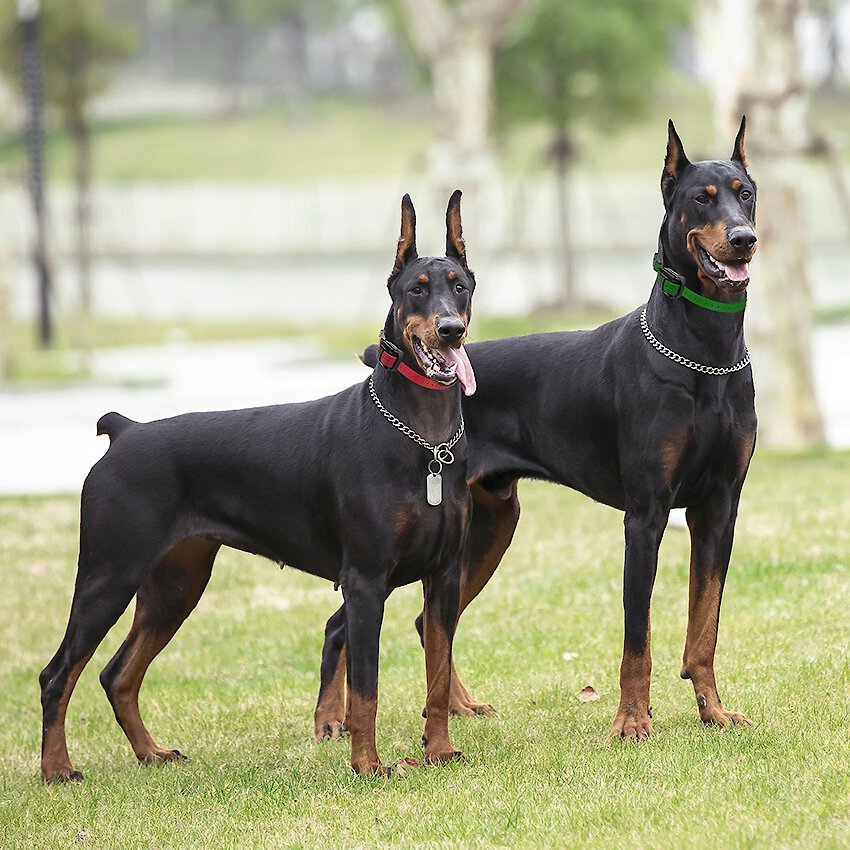 EDUCATOR By E-Collar Technologies The Boss 1 Mile Range Waterproof Dog ...