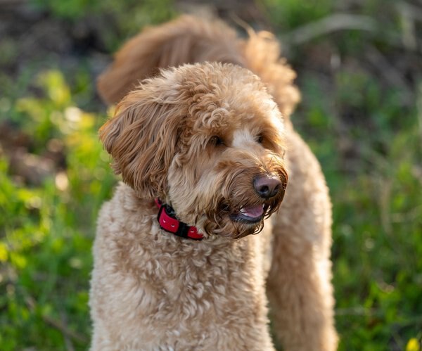 EDUCATOR FC-100 Finger Clicker Dog Training Clicker, Yellow - Chewy.com