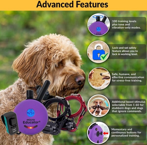 EDUCATOR ME-302-DMBC E-Collar Mini Double Bungee Dog Training Collar Set, Purple, X-Small ...