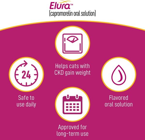 ELURA (capromorelin oral solution) for Cats, 20 mg/mL, 15 mL - Easy Refills | Chewy Rx