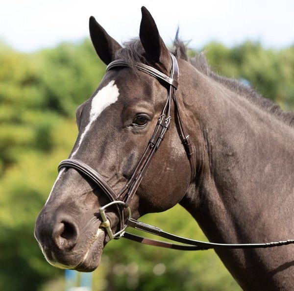 EQUINAVIA Saga Fancy Stitched Hunter Horse Bridle & Reins, Chocolate Brown, Cob - Chewy.com