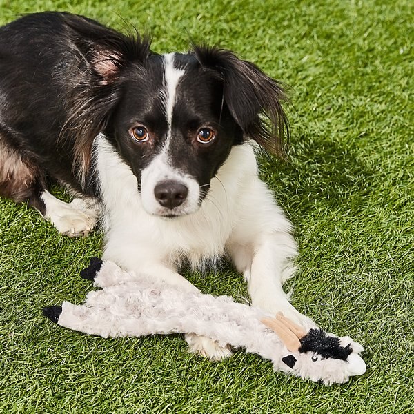 ETHICAL PET Skinneeez Crinklers Goat Stuffing-Free Squeaky Plush Dog ...
