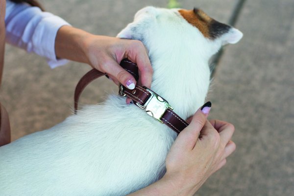 EURO-DOG Quick Release Leather Dog Collar, Burgundy, Large: 15 to 23-in ...
