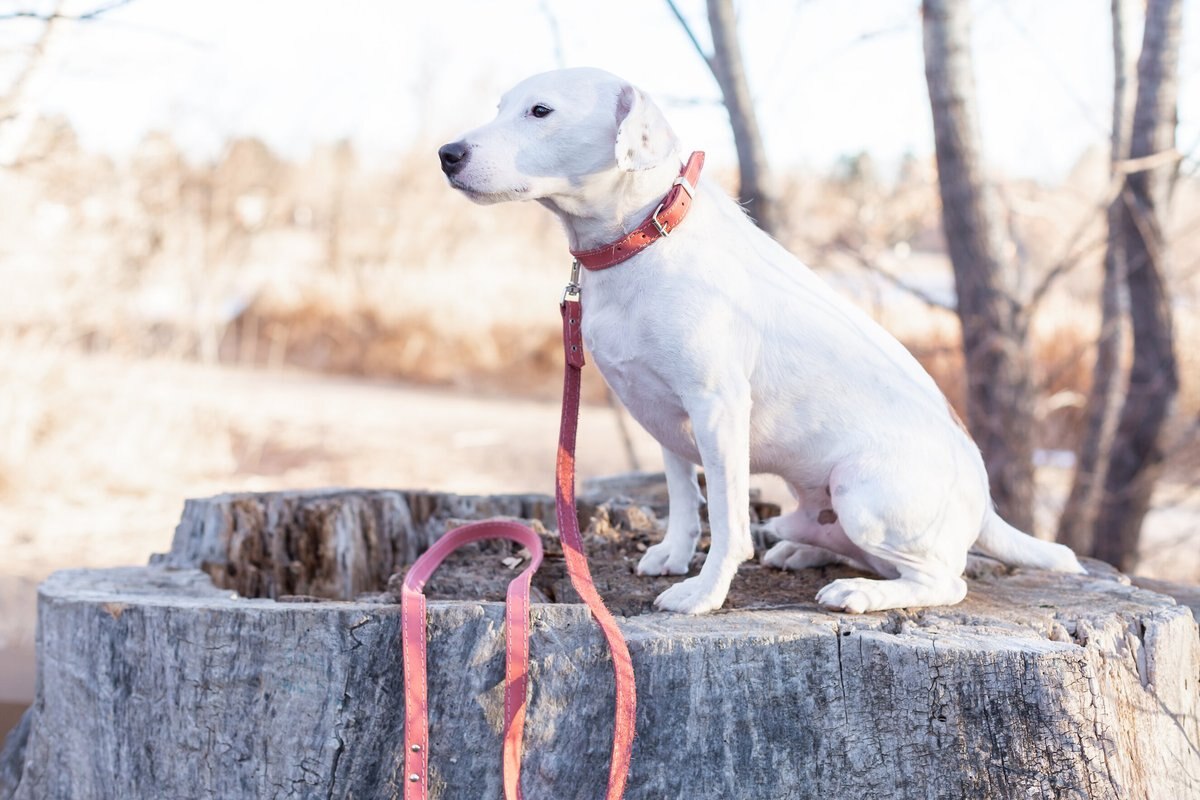 EURO-DOG Traditional Leather Dog Collar, Coral, Large: 14 to 19-in neck ...