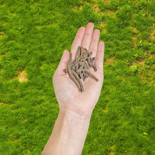 EXOTIC NUTRITION Dandelion Root Small Pet Chew Toy - Chewy.com