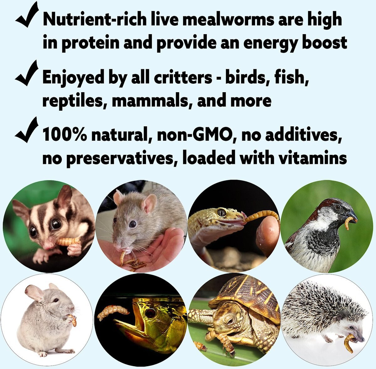 EXOTIC NUTRITION Live Mealworms Reptile Food, Giant, 100 count - Chewy.com