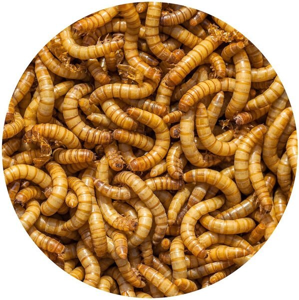 EXOTIC NUTRITION Live Mealworms Reptile Food, Giant, 500 count - Chewy.com