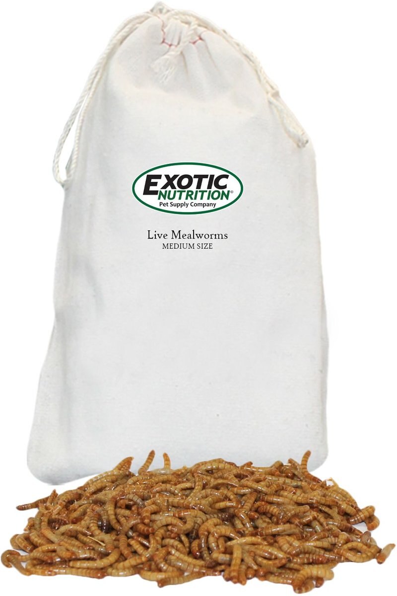 EXOTIC NUTRITION Live Mealworms Reptile Food, Medium, 500 count - Chewy.com