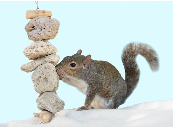 EXOTIC NUTRITION Pumice Hanging Sugar Glider & Mouse Chew Toy - Chewy.com