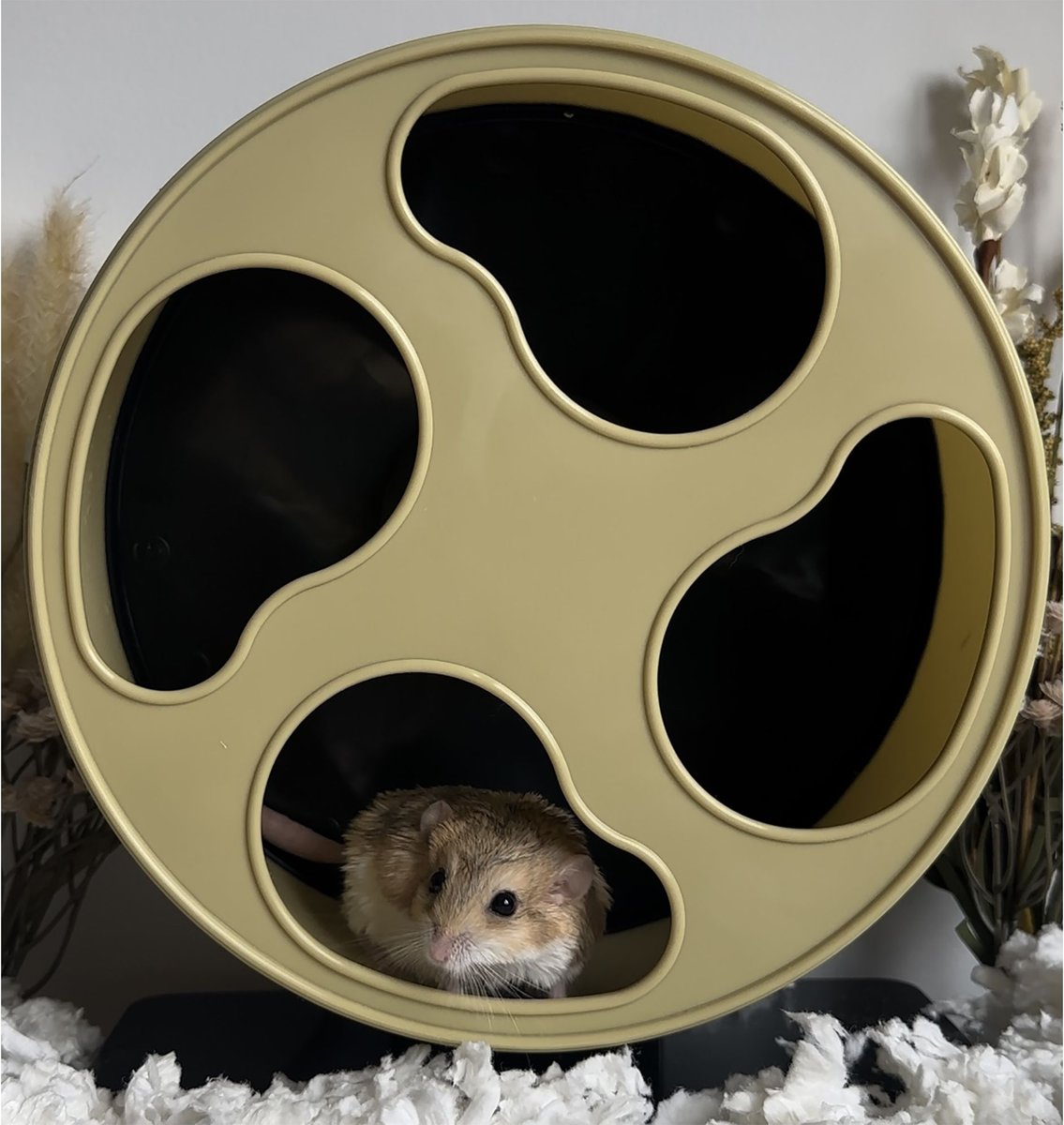 EXOTIC NUTRITION Silent Runner Wheel 9-in Small Pet Toy, Cream - Chewy.com