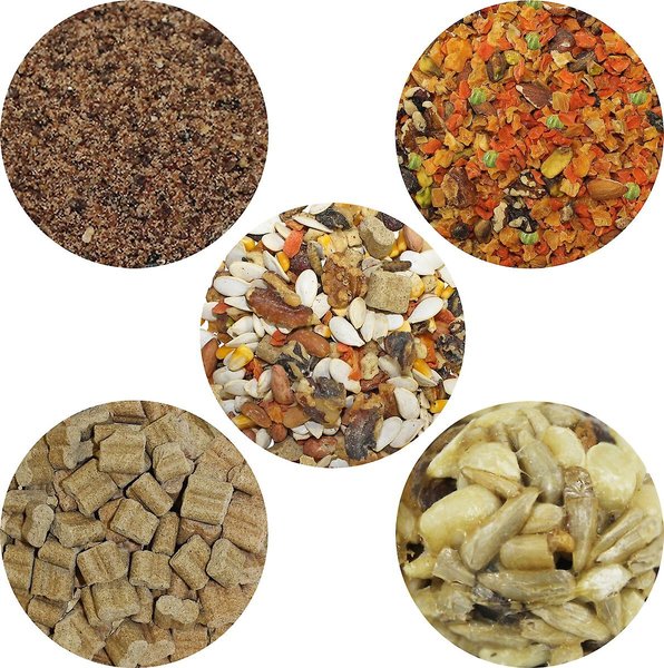 EXOTIC NUTRITION Squirrel Food Starter Kit - Chewy.com